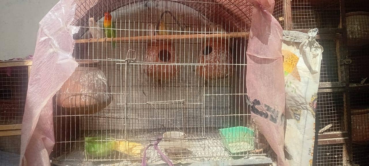 Australian Parrot Cage - Parrots - 1107288951