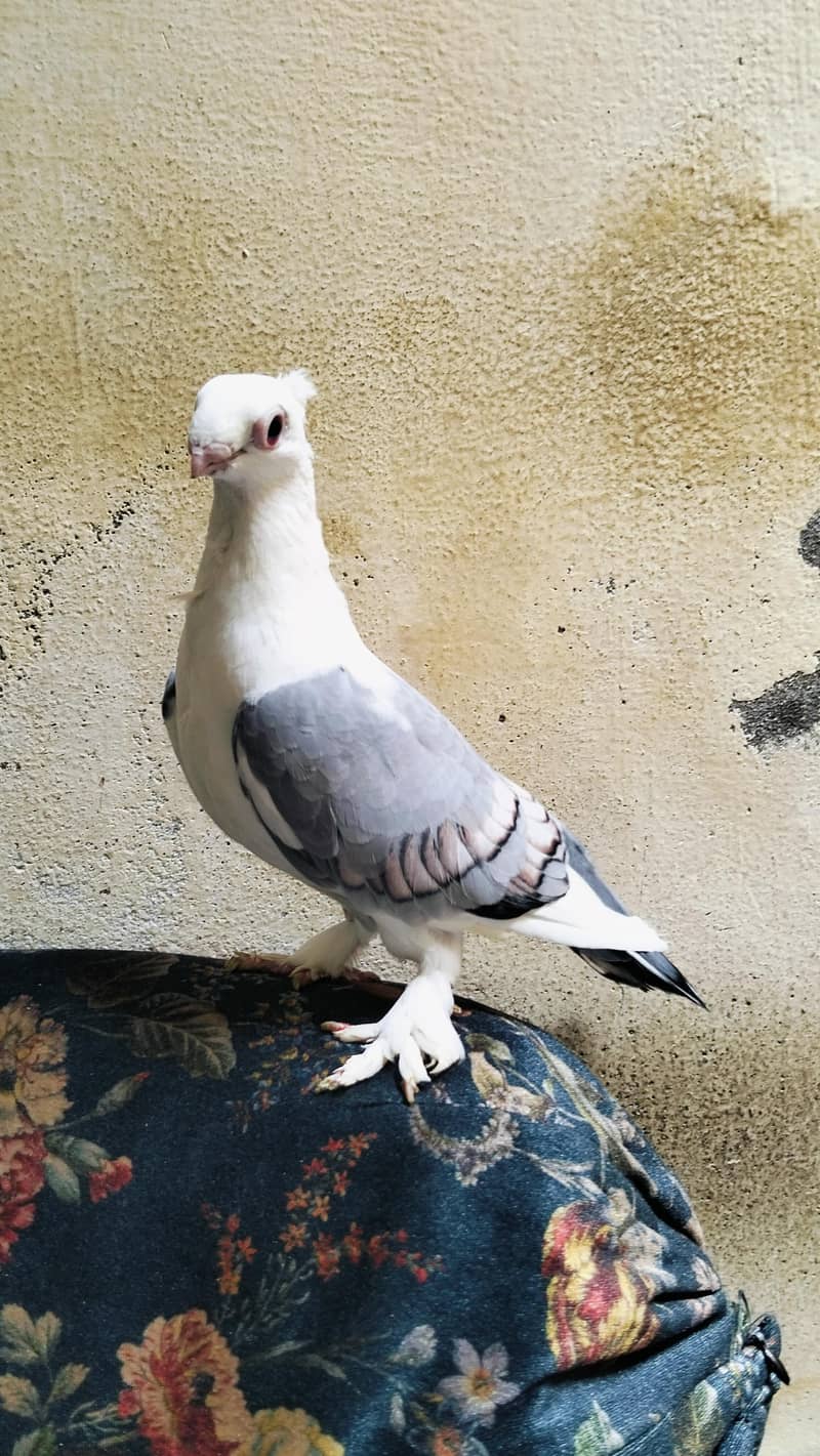 Sentient Female - Pigeons - 1107289105