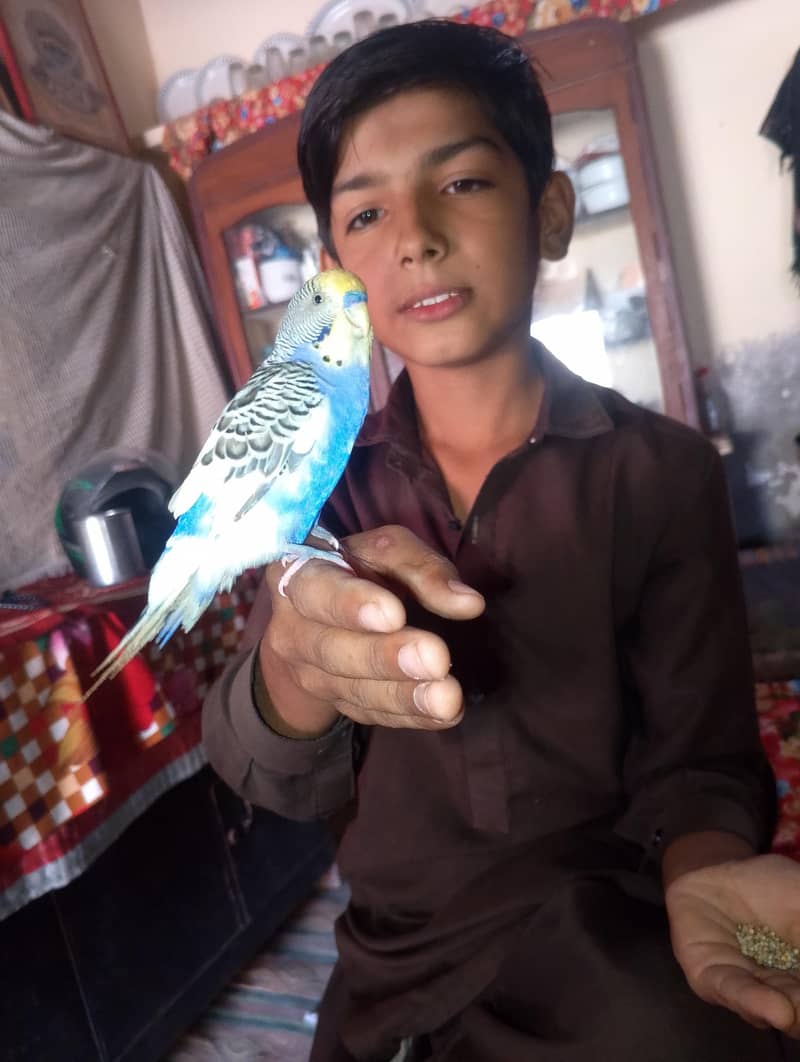 full trian bujji - Parrots - 1107289967