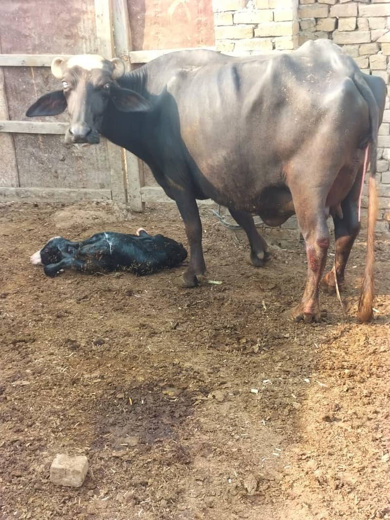 Buffalo / neeli bhar / katta / Gay |cow / نیلی بھینس - Buffalos ...