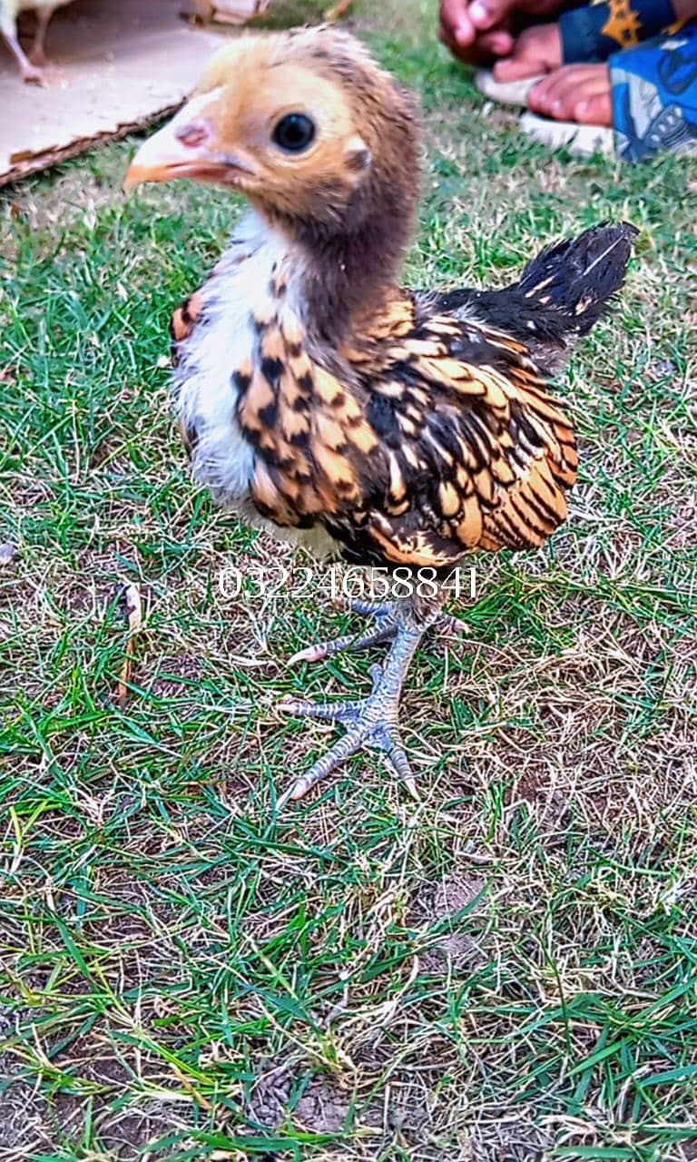 fancy chiks urgently sale - Hens - 1057563030