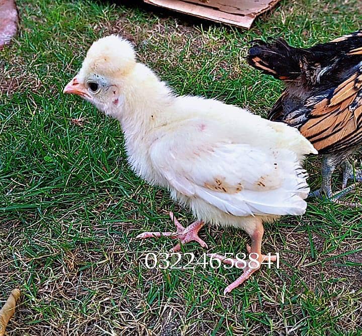 fancy chiks urgently sale - Hens - 1057563030