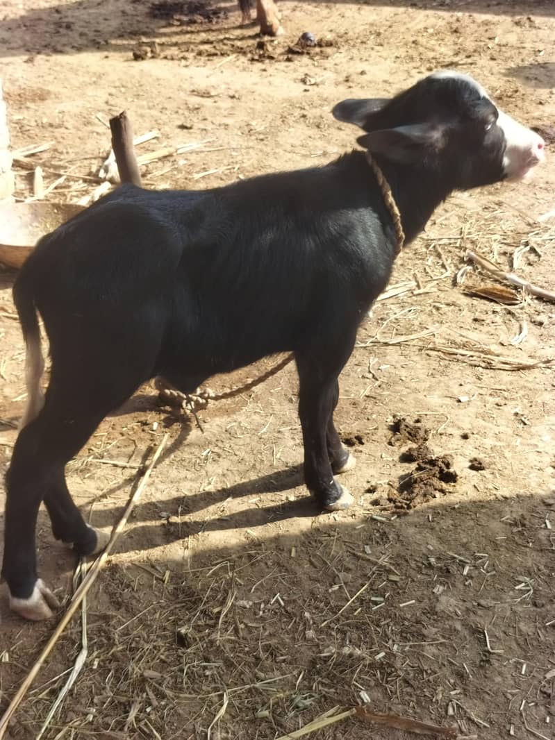 Buffalo / neeli bhar / katta / Gay |cow / نیلی بھینس - Buffalos ...