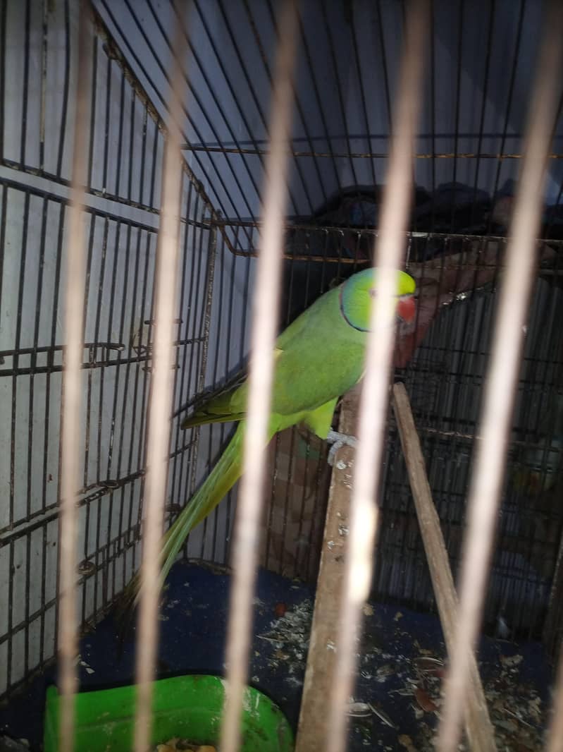 breeder male hai toking b krta hai apni mrzi se - Parrots - 1107295457