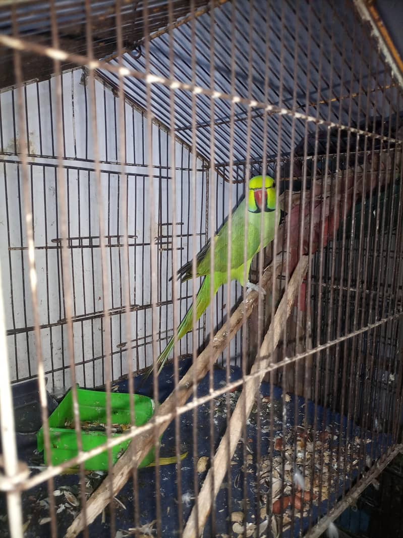 breeder male hai toking b krta hai apni mrzi se - Parrots - 1107295457