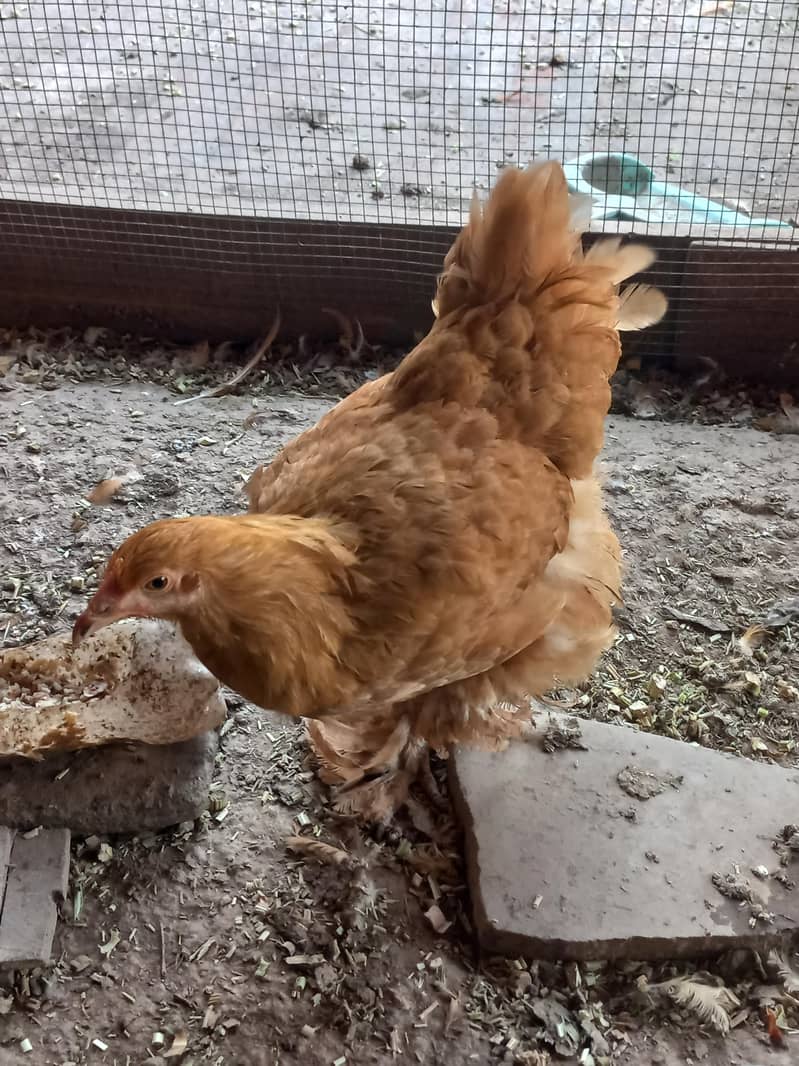 Pure Golden Buffs for Sale – Healthy & Beautiful Birds! - Hens - 1107296325