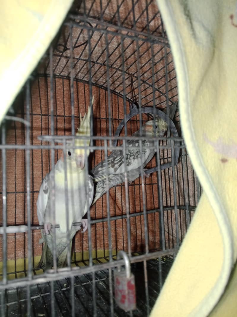 cocktail parrot - Parrots - 1107300107