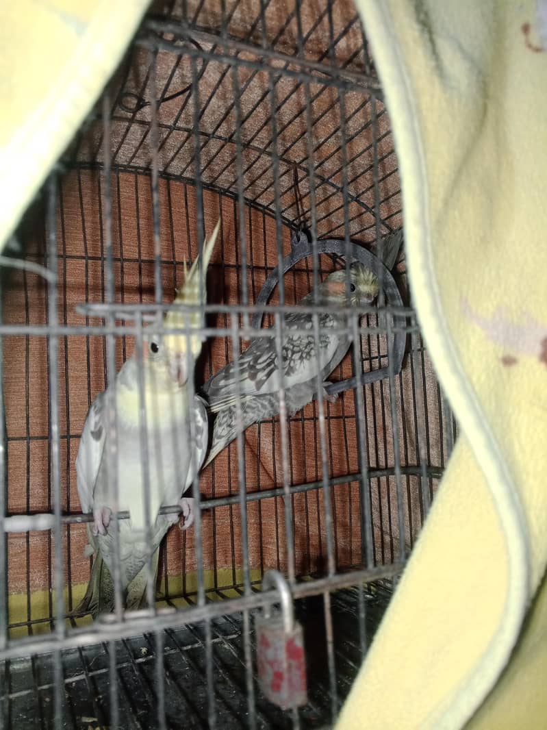 cocktail parrot - Parrots - 1107300107