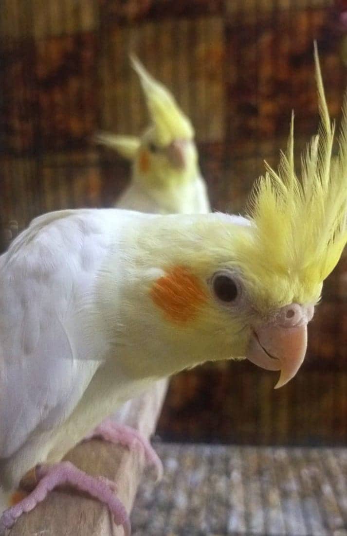 Cocktails Birds for sale - Parrots - 1107301717