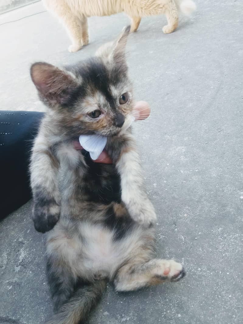 Persian kitten| cute| Persian cat| kitten| Double coat| cats for sale ...