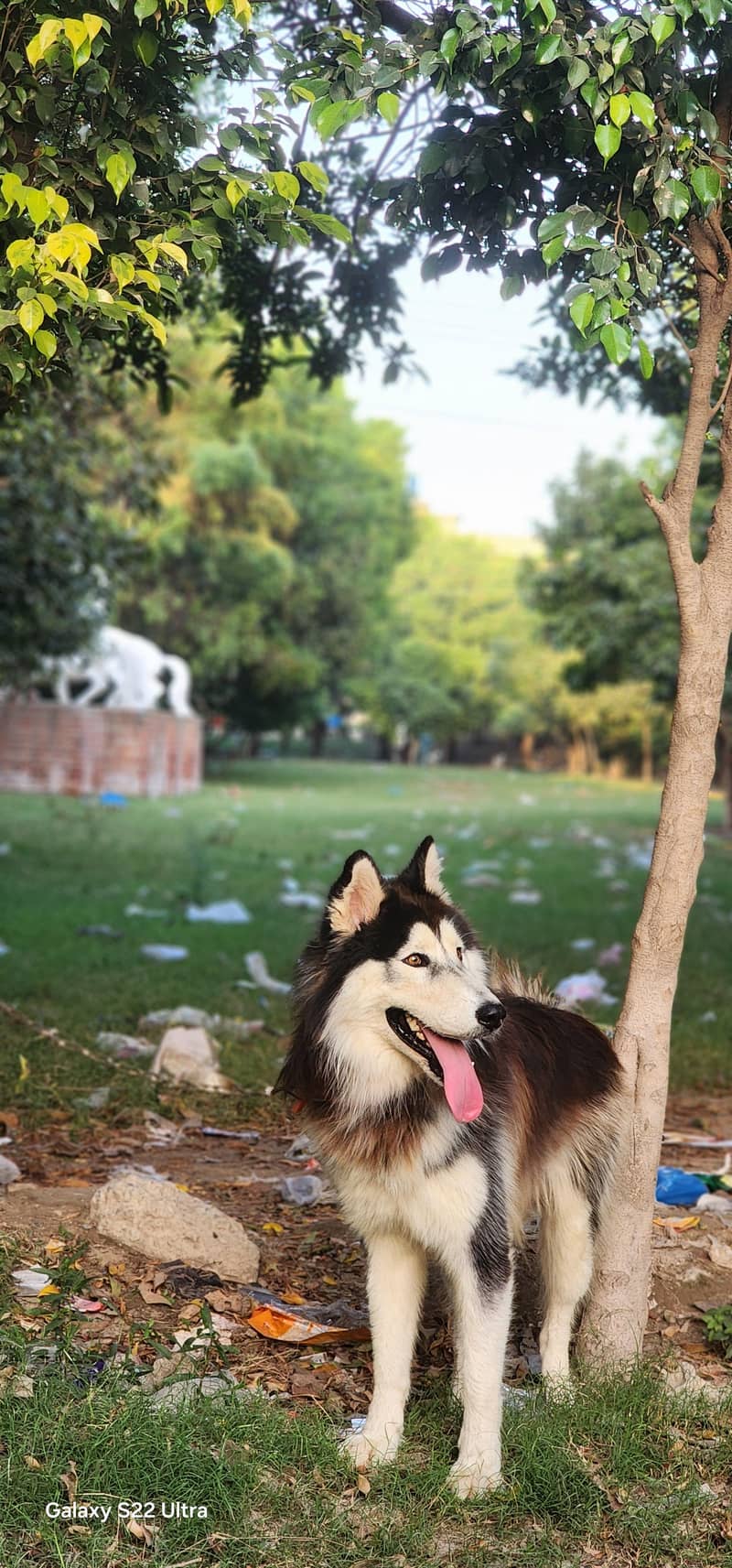 wooly coat Very Playful Husky Male - Dogs - 1107308074