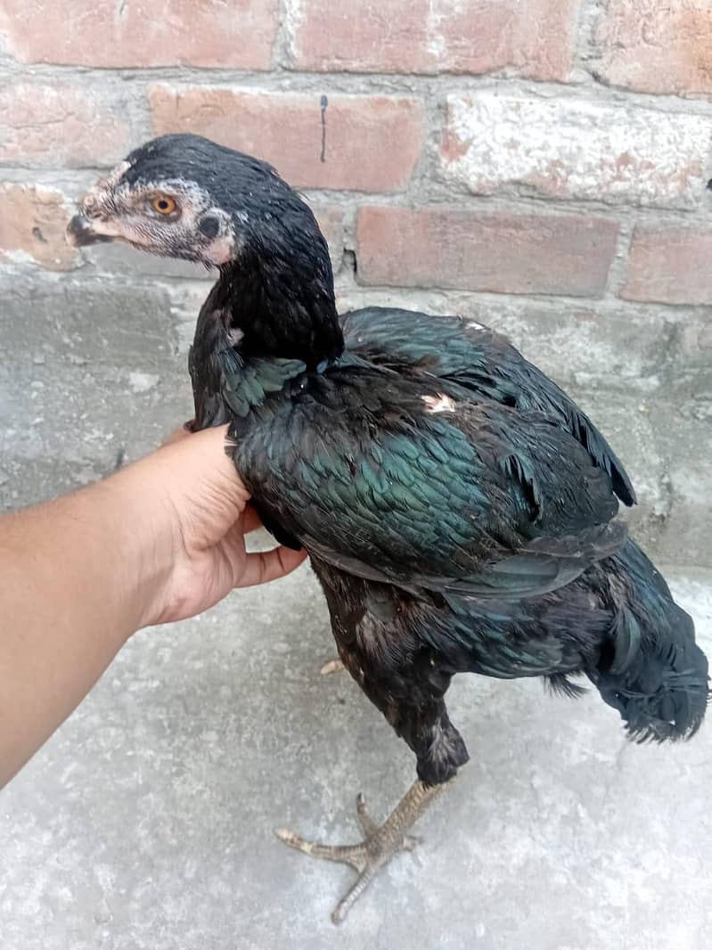 Thai aseel 2 madi sale - Hens - 1107314586