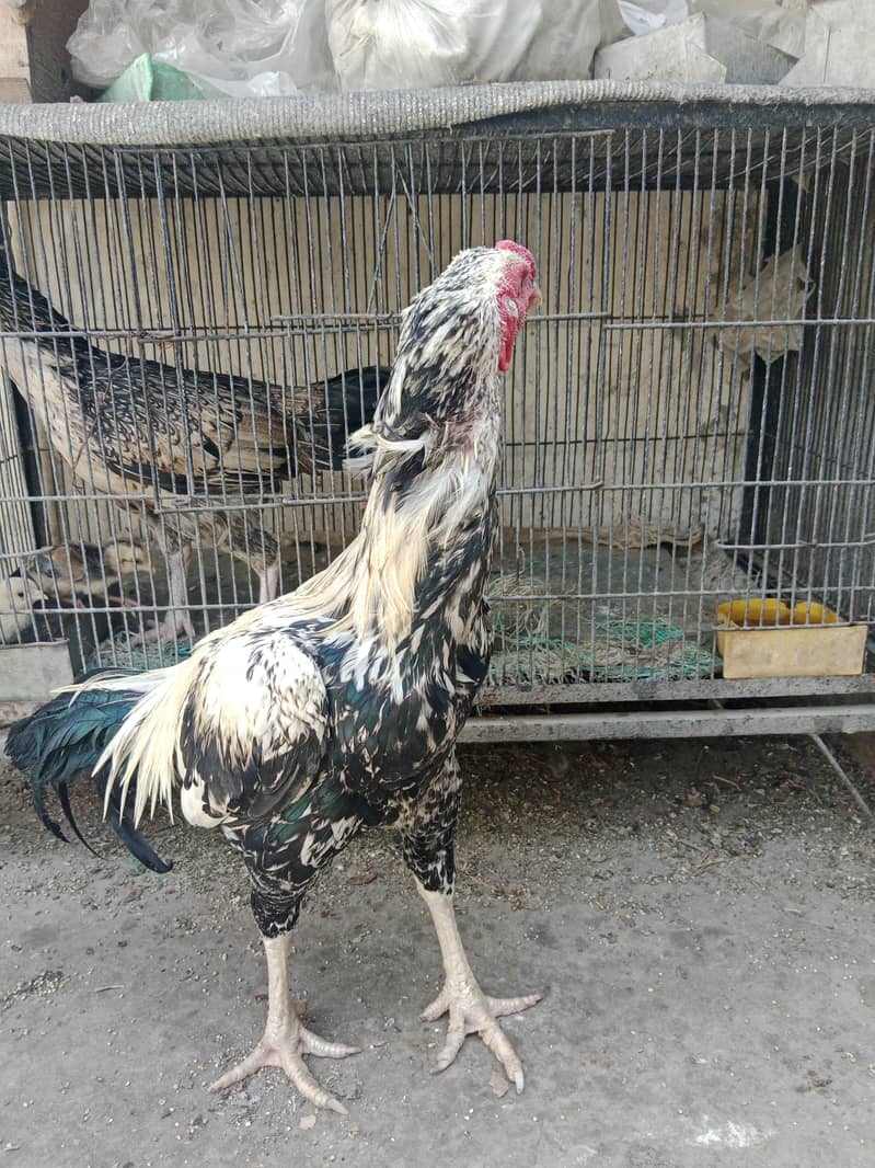 Aseel java murgha for sell - Hens - 1107325290