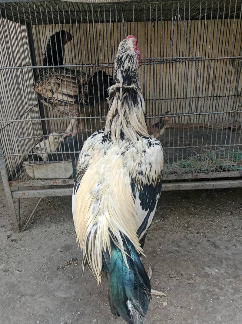 Aseel java murgha for sell - Hens - 1107325290