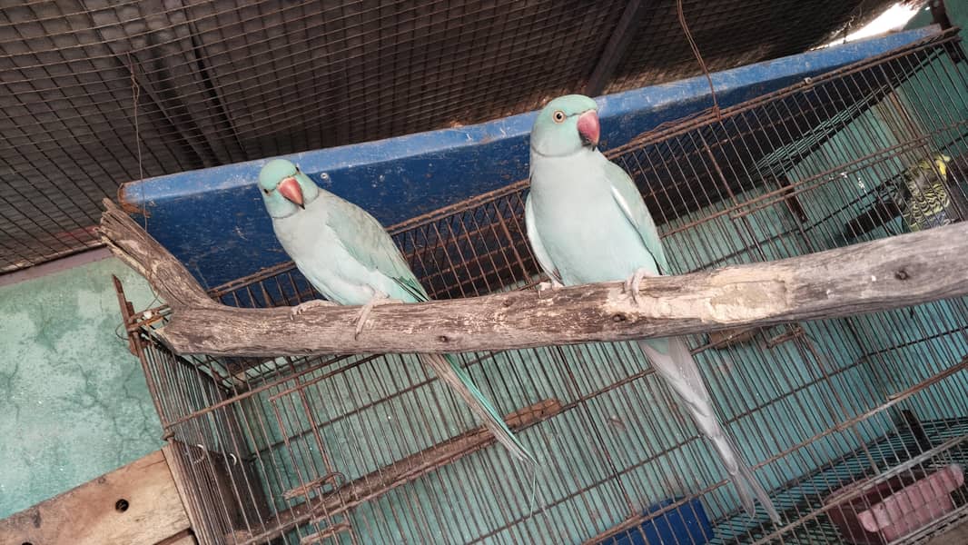 Beautiful neat & clean BLUE ring neck - Parrots - 1107332922