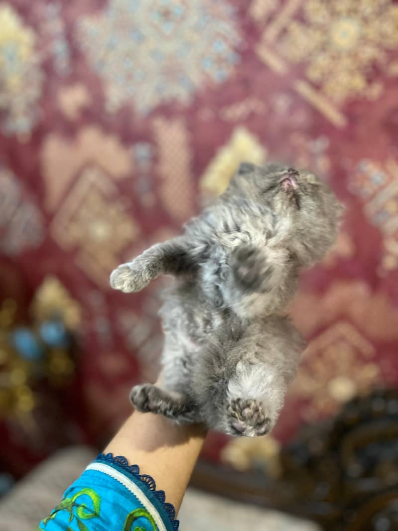 Persian kittens|triple Coated|Punch Face kittens/ cute |white Cats ...