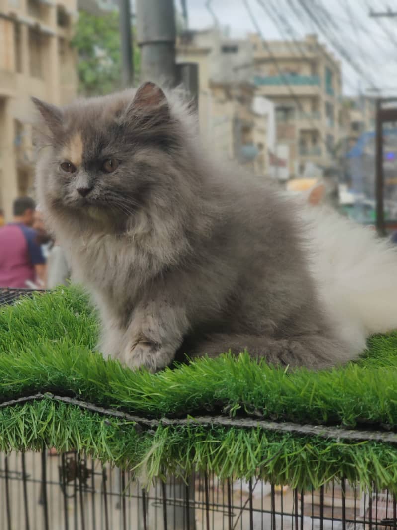 Persian kittens|triple Coated|Punch Face kittens/ cute |white Cats ...