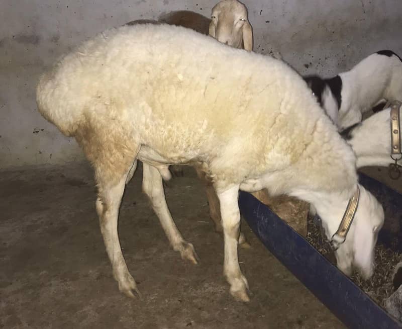 Dumba, Bakra , Bakra For Sale Rananpuri Turki Nasal - Goats - 1107337029