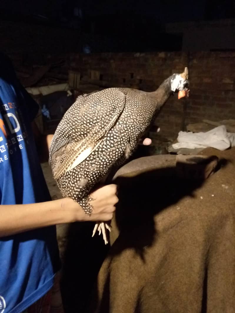 chakor - Other Birds - 1107345034