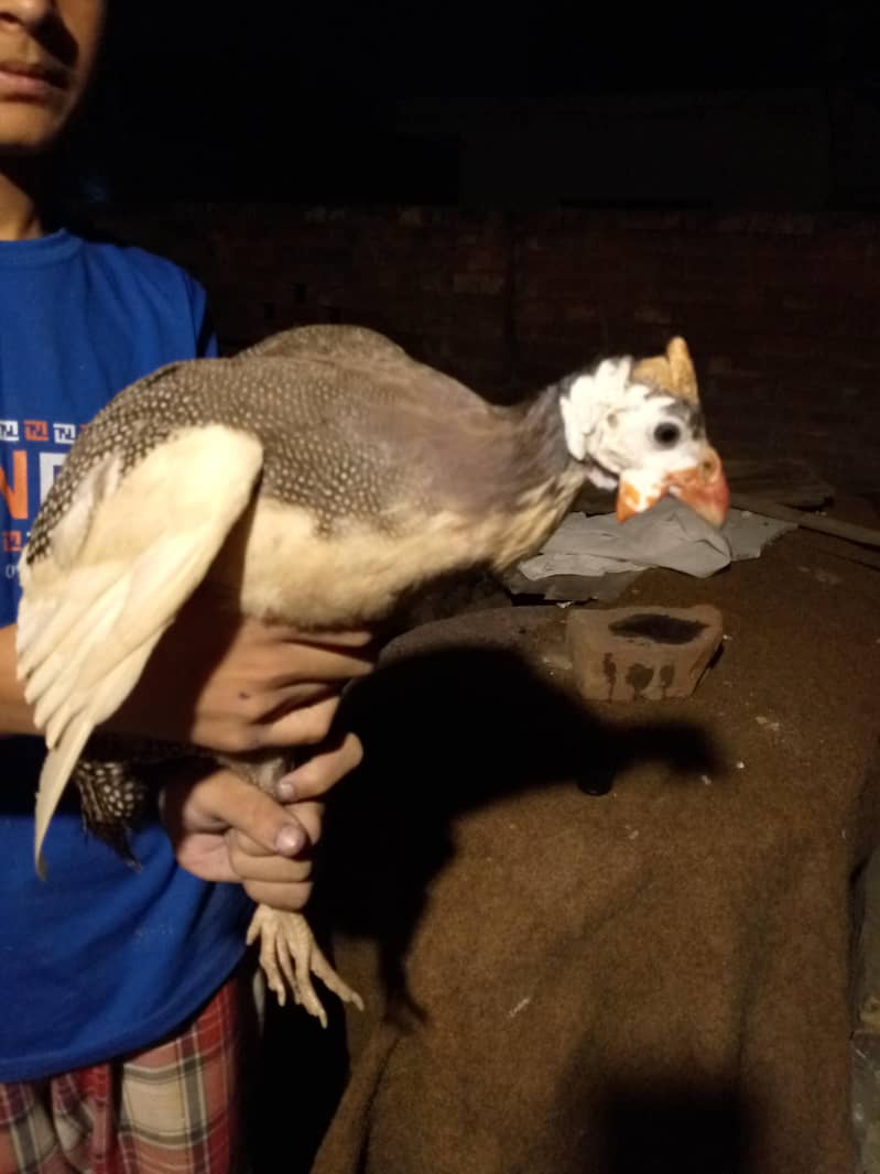 chakor - Other Birds - 1107345034