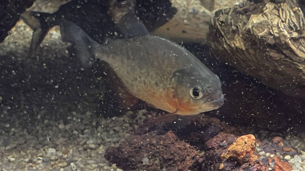 Red belly Pirahna - Fish - 1107346380