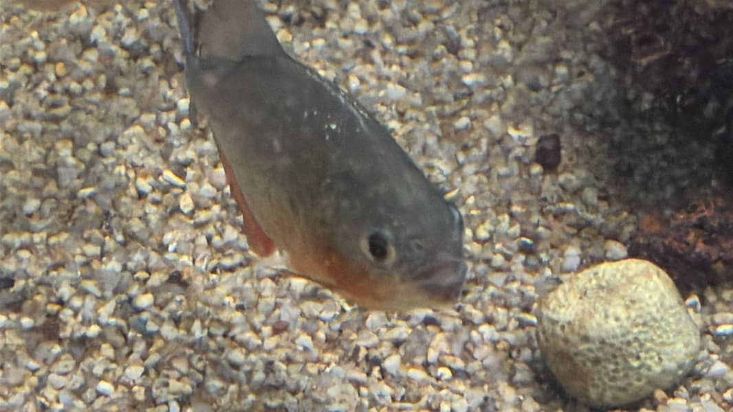 Red belly Pirahna - Fish - 1107346380