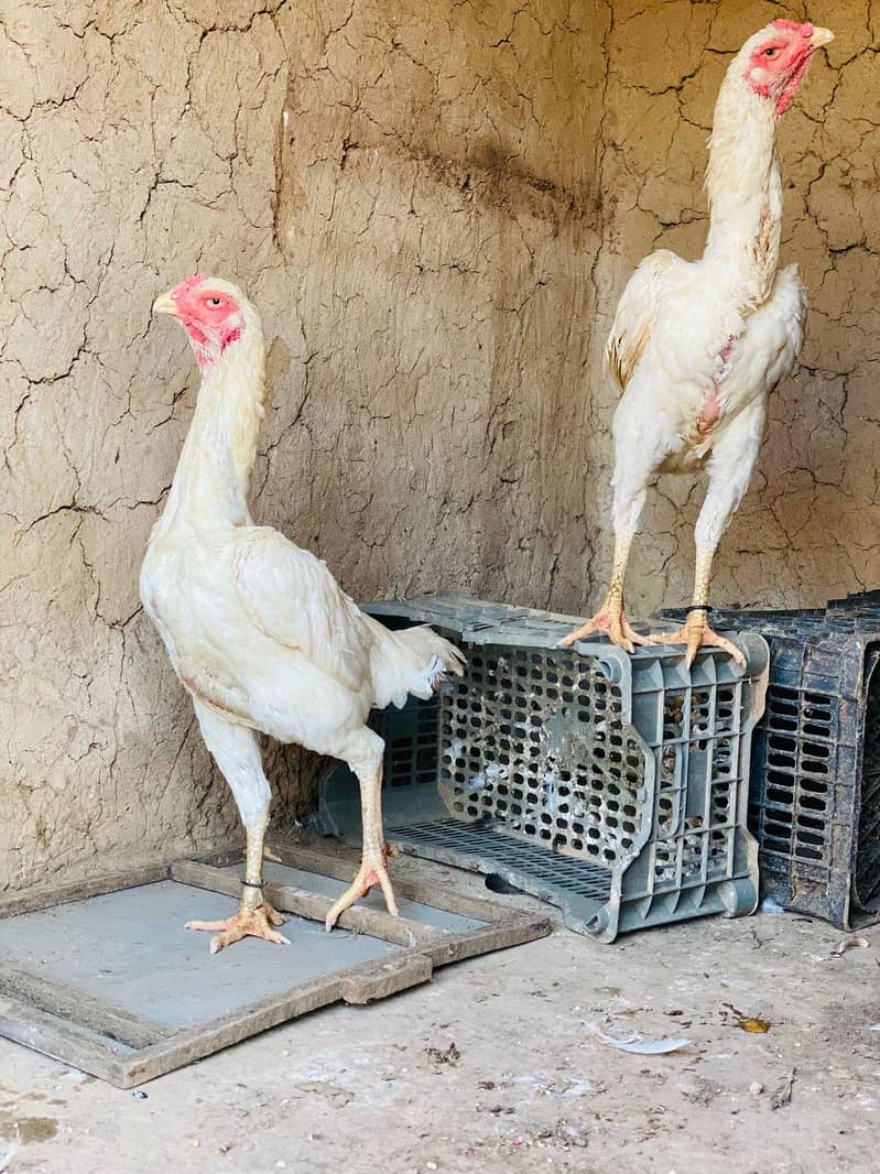 German o shamo two paper white 2 jet black - Hens - 1107347006