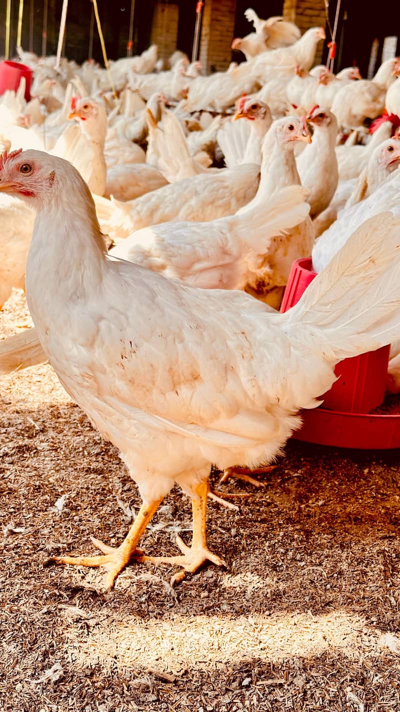 Layer Nick Chick Breed | 105 Days Age | Fully Vaccinated - Hens ...