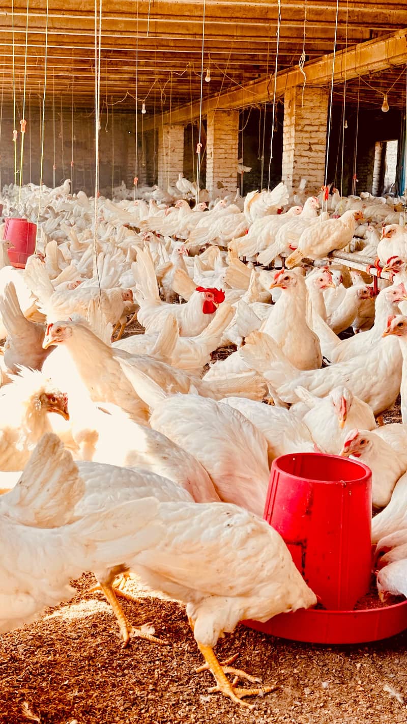 Layer Nick Chick Breed | 105 Days Age | Fully Vaccinated - Hens ...