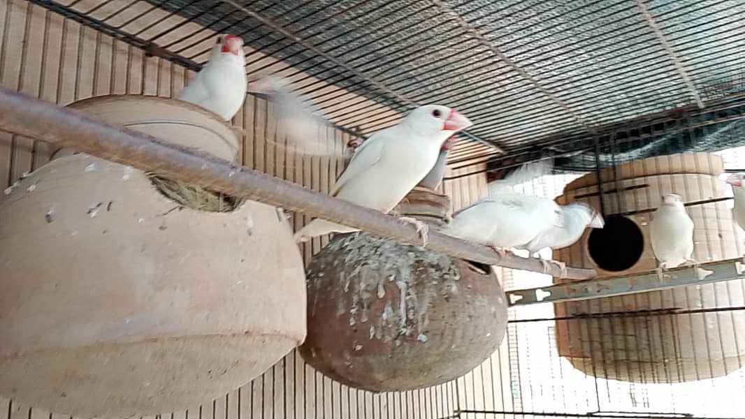 java breeders pair - Parrots - 1107363606