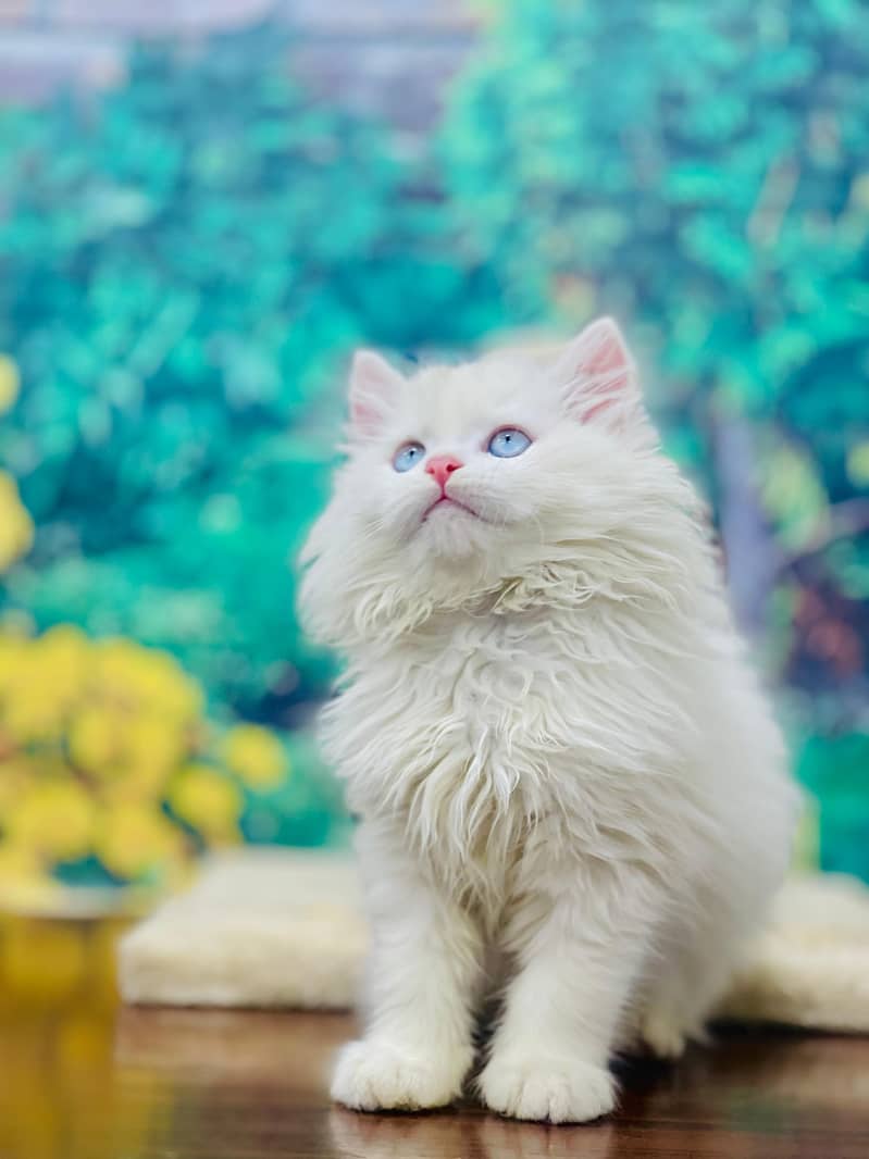 Persian Punch face triple coat cat Kitten - Cats - 1107366102