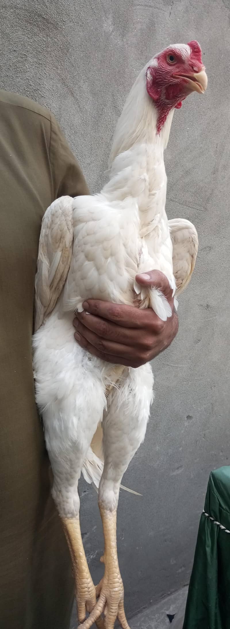shamo | white shamo | German shamo | aseel shamo | o shmao - Hens ...