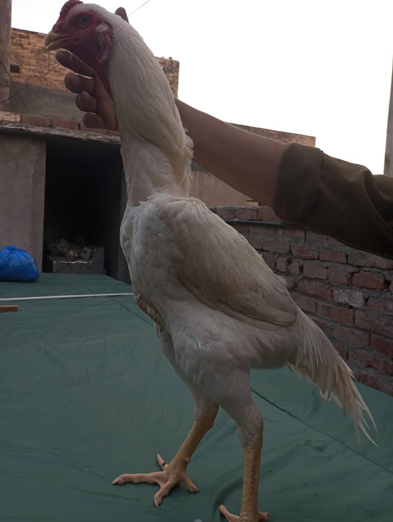 shamo | white shamo | German shamo | aseel shamo | o shmao - Hens ...