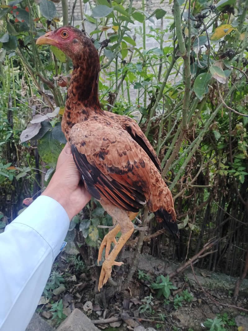 Pure Aseel - Hens - 1107371569