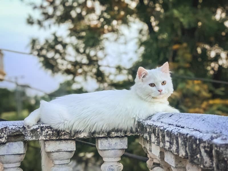 Persian White Cat for Sale - Cats - 1107382054