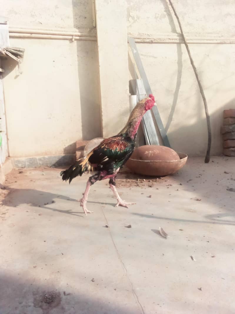 aseel java healthy strong breeder. - Hens - 1107382055