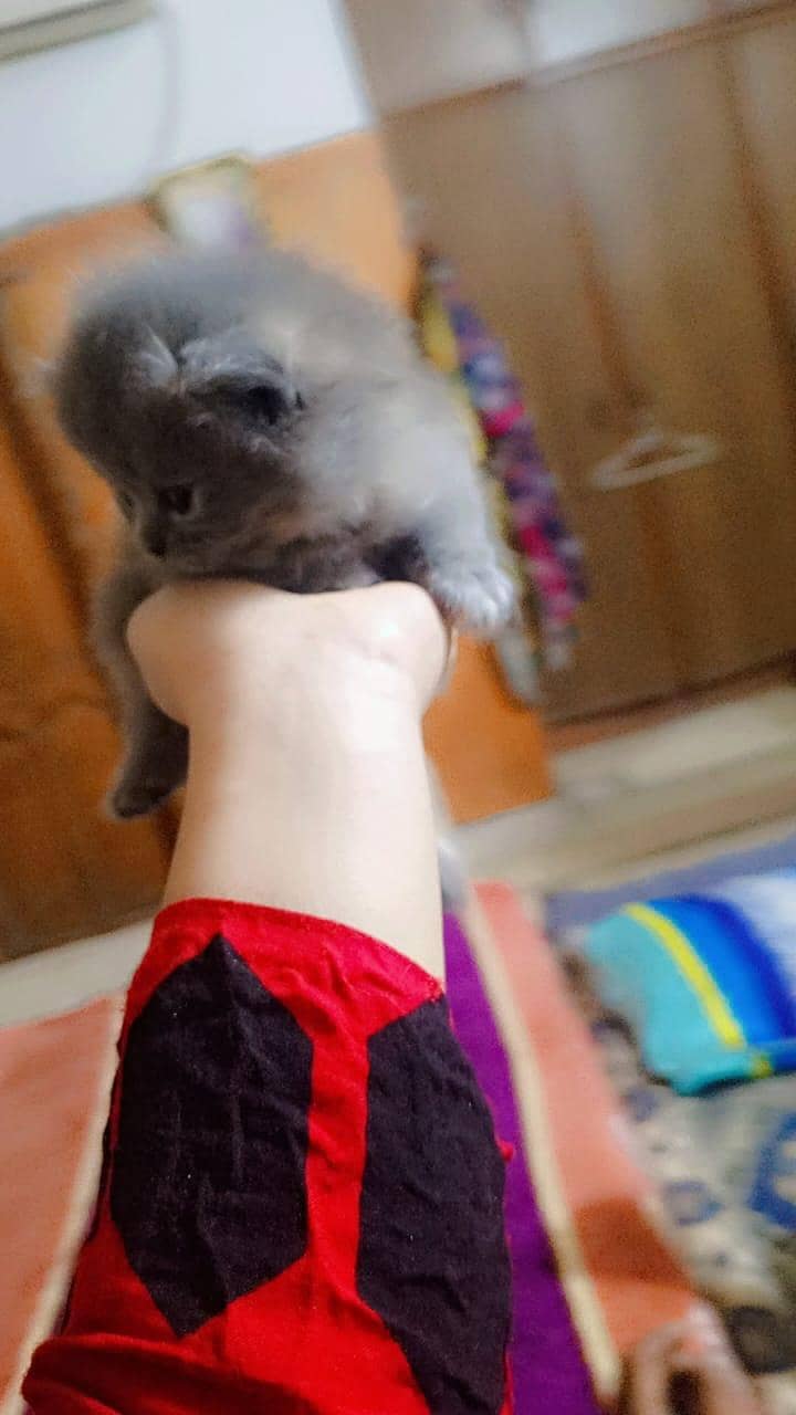 punch face - Cats - 1107382317