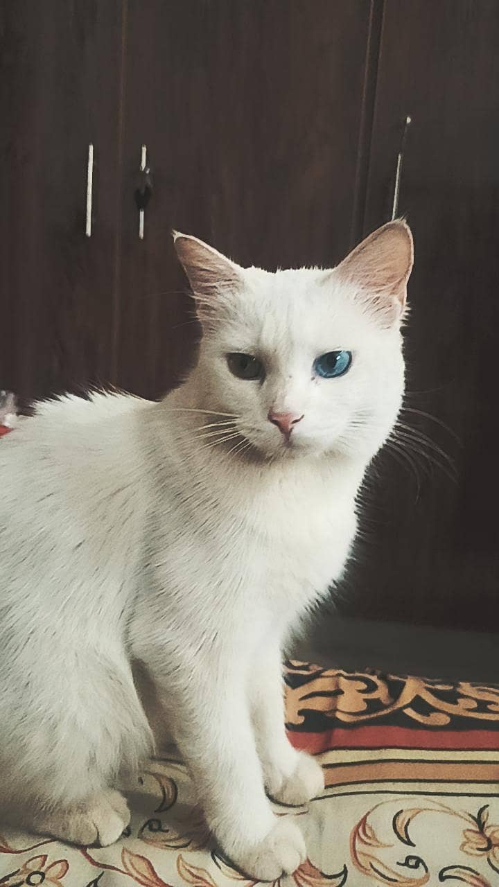 odd eyes Persian pair white - Cats - 1107400701