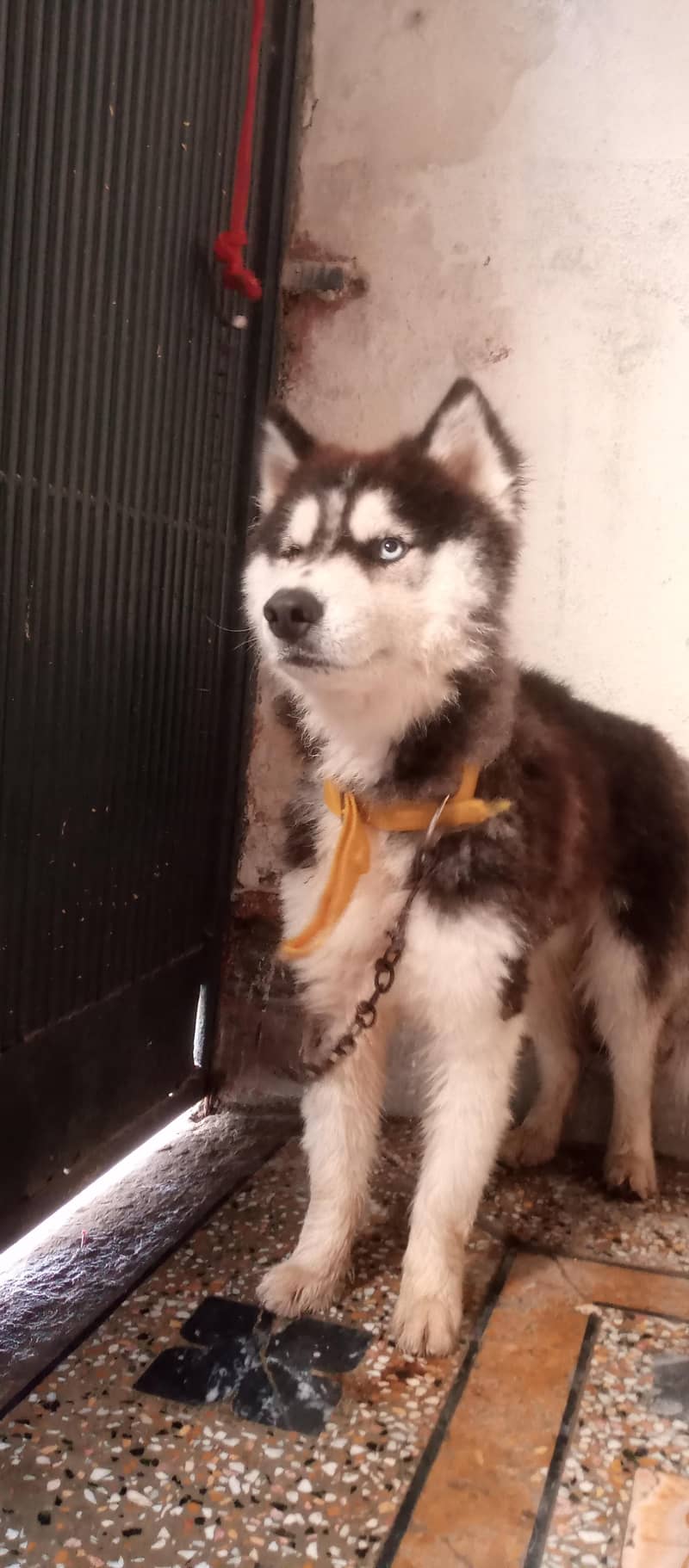 Sibarian husk male dog for sale wooly coat - Dogs - 1104456778