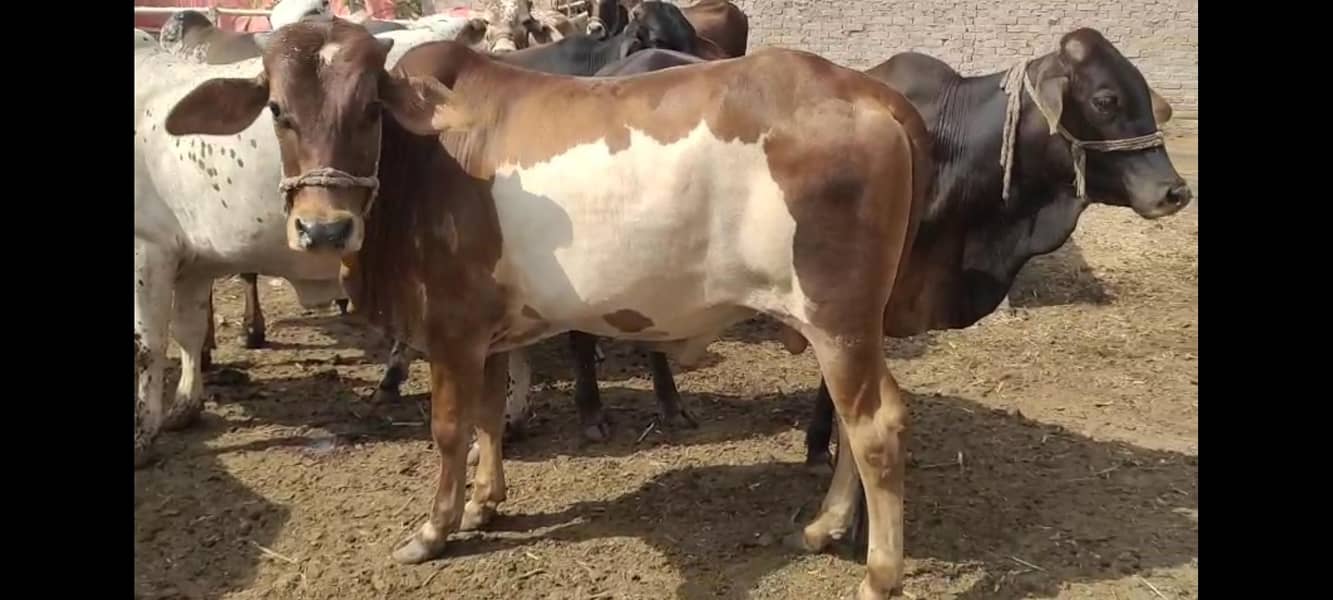 Beautiful and healthy bull qurbani 2026 - Bulls - 1107408630