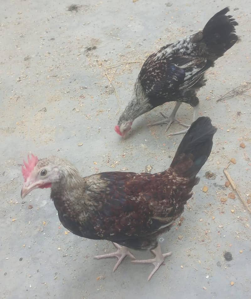 selling all hens setup - Hens - 1107441875