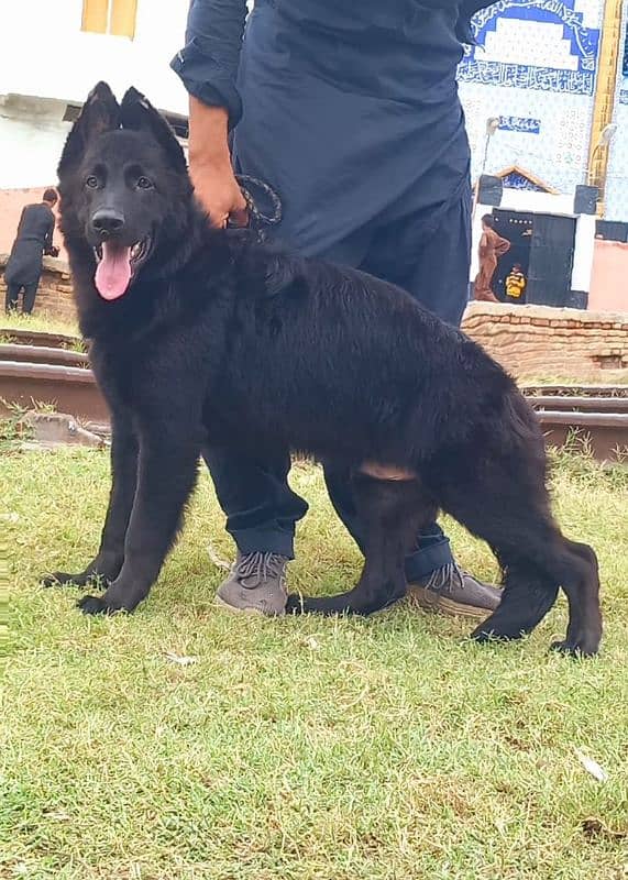 topline show class quality black gsd proper long coat male for sale ...