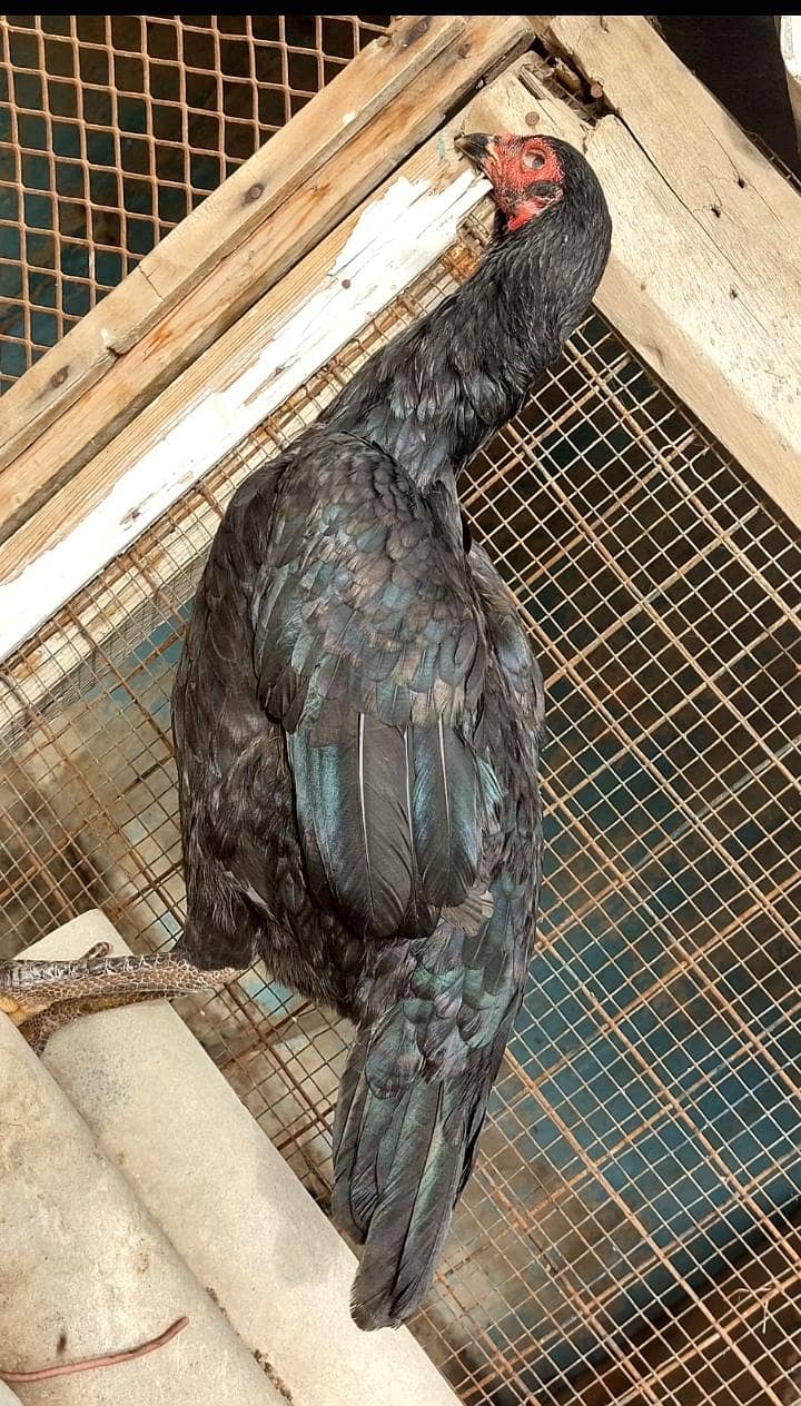 pure Aseel murga murgi available hai - Hens - 1107445887