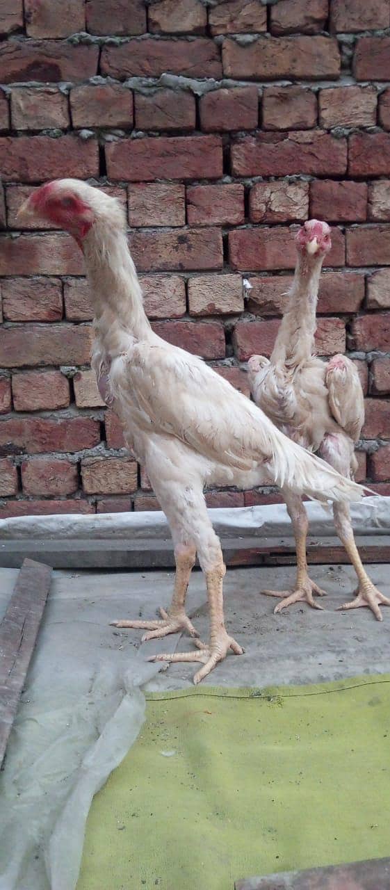 pure white O shamoi male - Hens - 1106689266