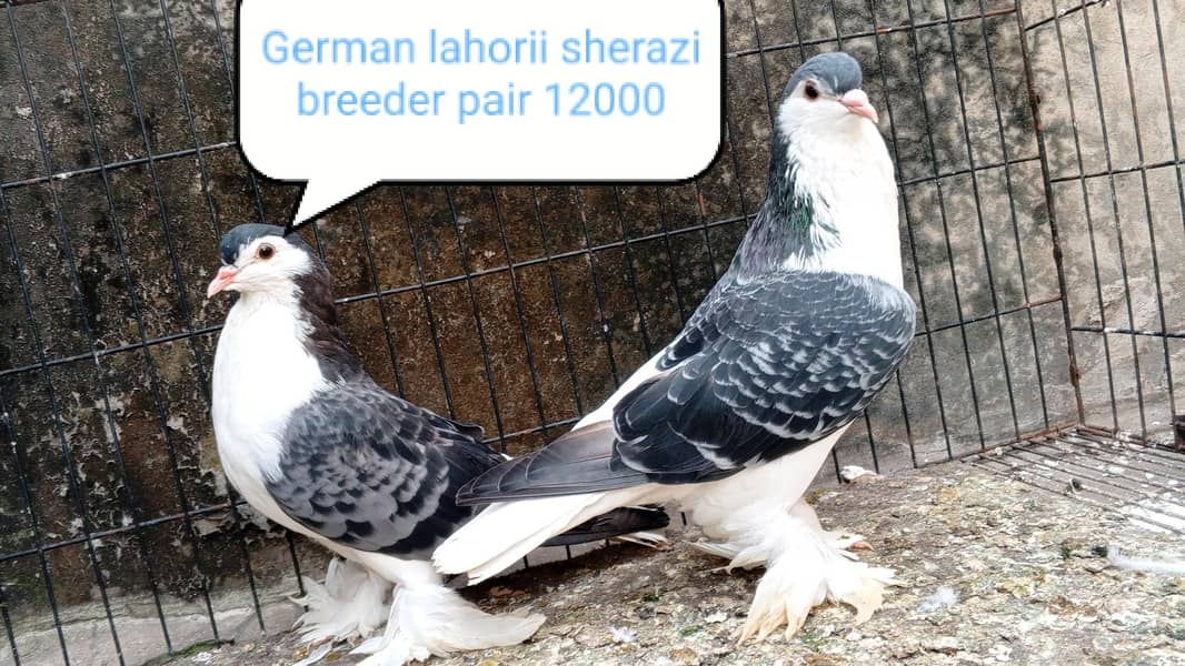 fancy pigeon | kabutar| Jacobin| frillback saddle | amarican fantail ...