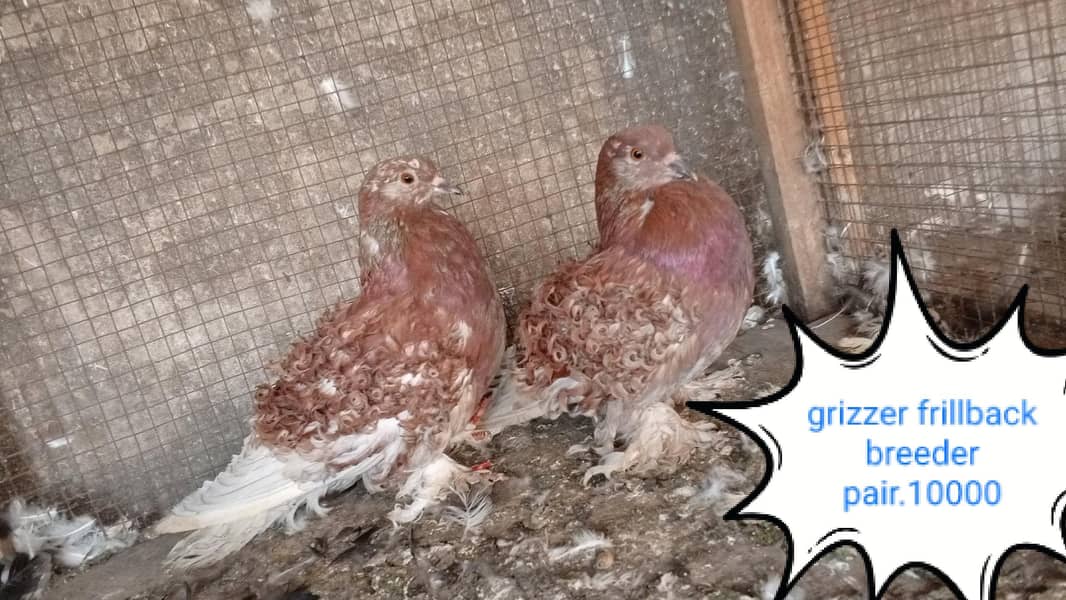 fancy pigeon | kabutar| Jacobin| frillback saddle | amarican fantail ...