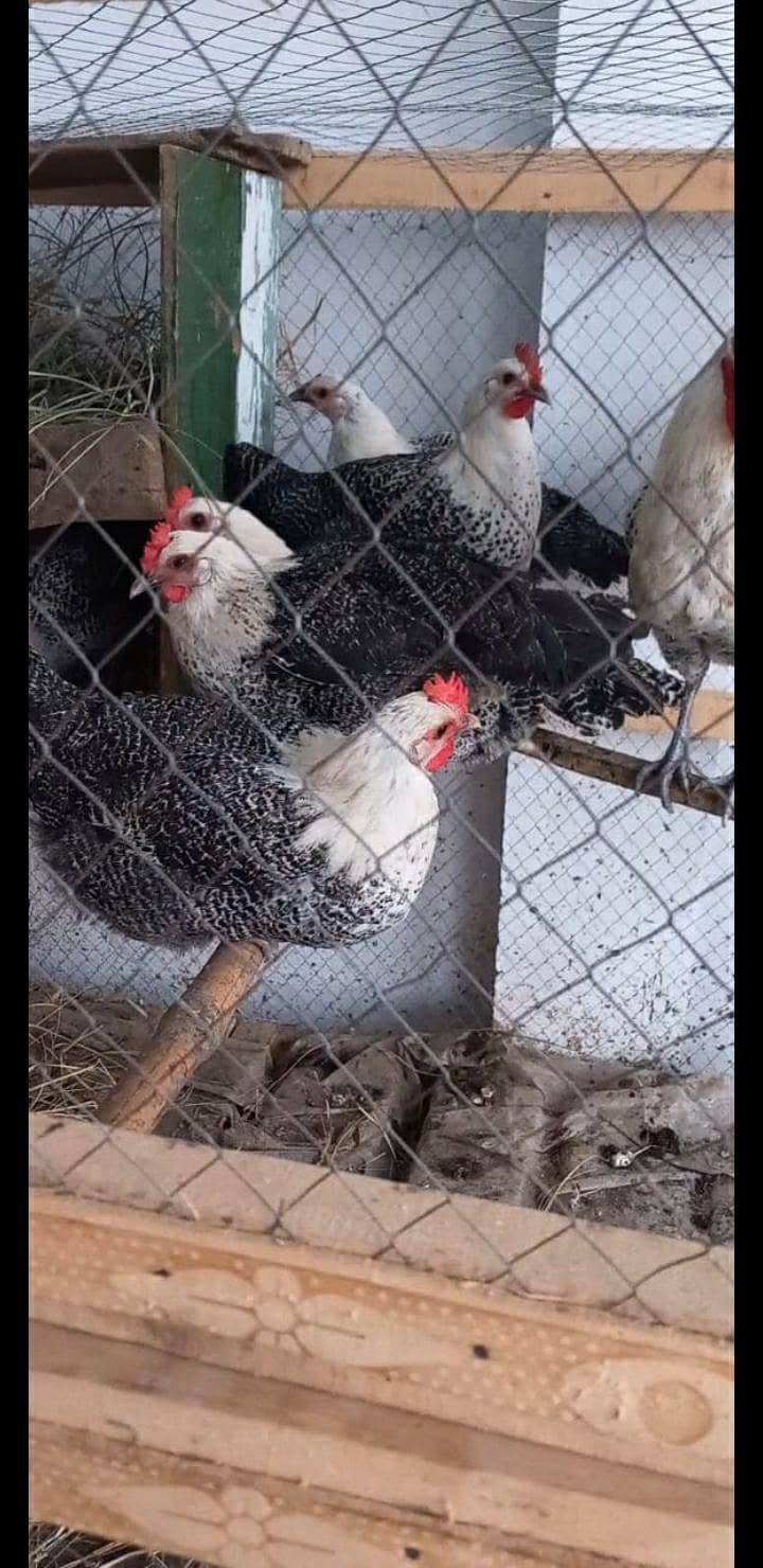 Best Quality Fayoumi fresh & fertile eggs - Hens - 1107458782