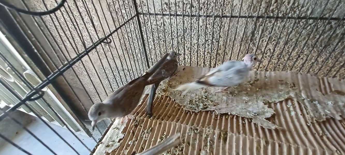 Java breader pair, diamond Pied - Finches - 1107464850