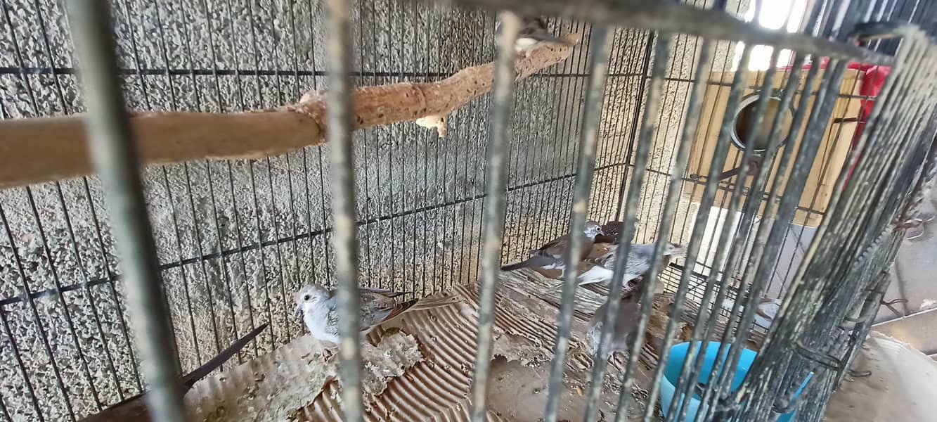 Java breader pair, diamond Pied - Finches - 1107464850