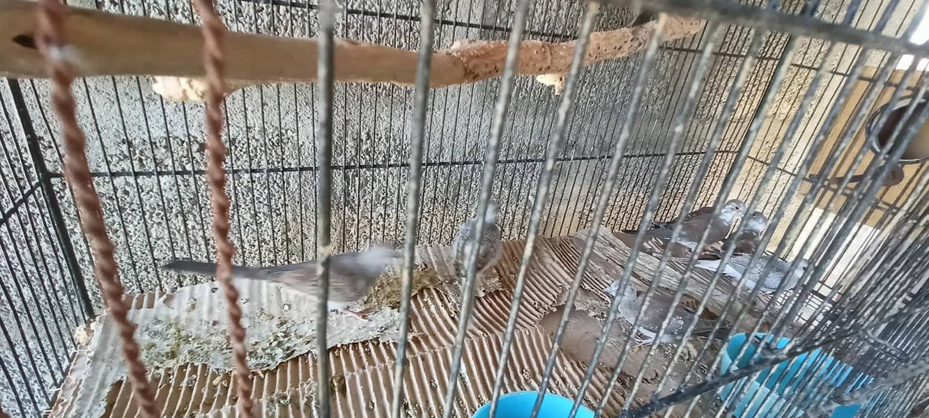 Java breader pair, diamond Pied - Finches - 1107464850